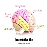 Nursing Brain templates / Hope & Life